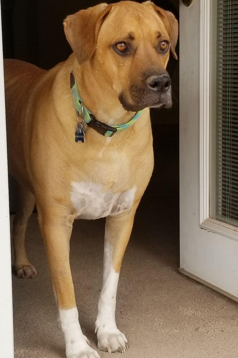 How Big Do Great Dane Lab Mix Get? Interesting Labradane Facts ...