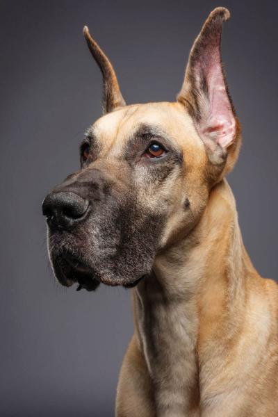 Great Dane Cropped Ears: 3 Best Great Dane Ear Cropping Styles ...
