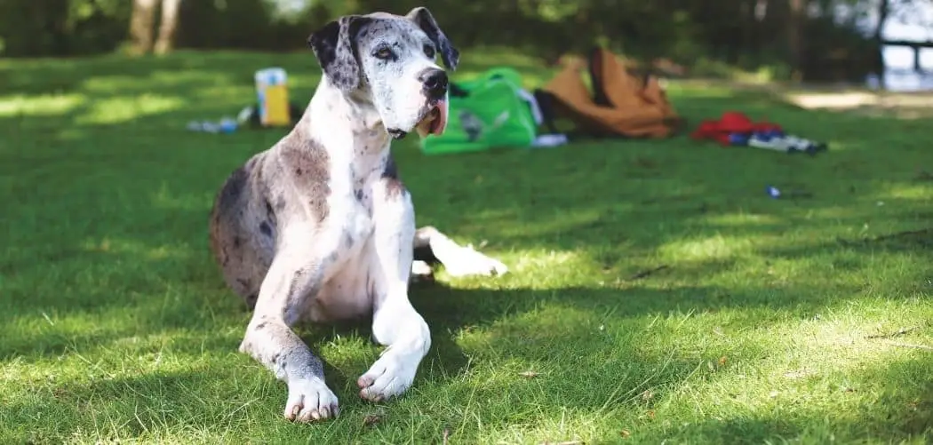 Mantle Merle Great Dane: Everything You Need To Know - Canines and Pups