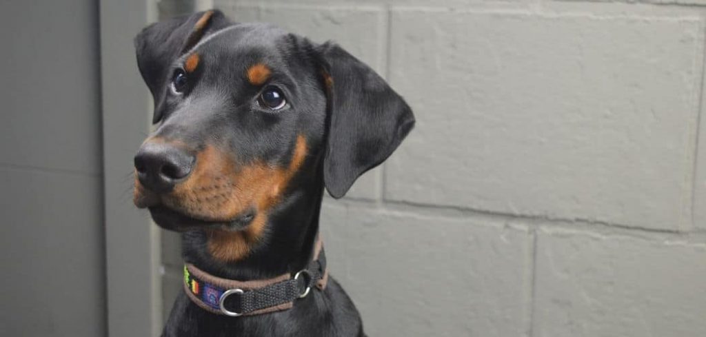 The Best Doberman Ear Cropping Styles - Canines and Pups