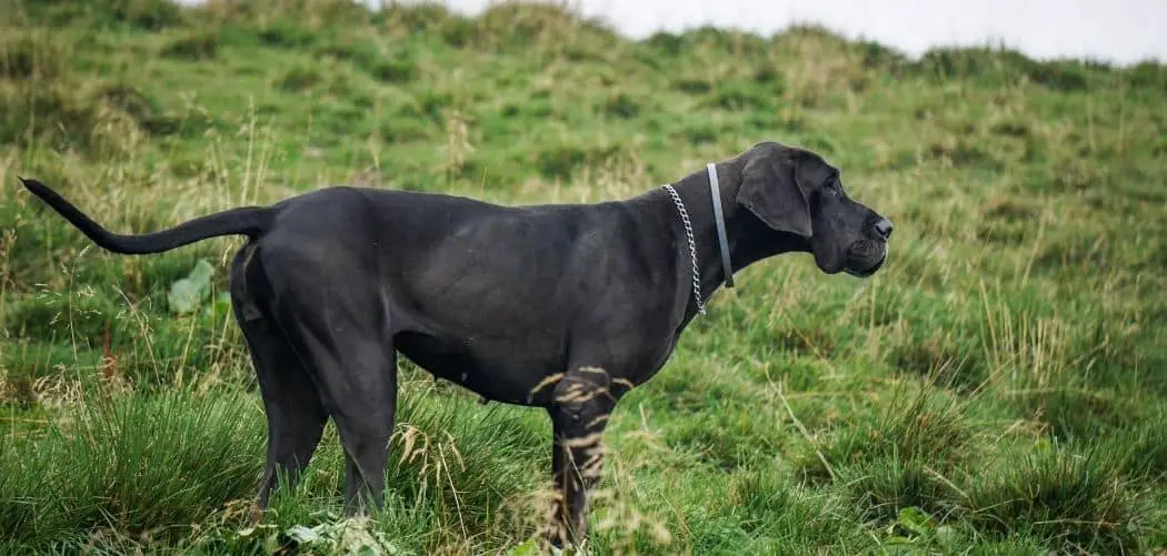 Great Dane Colors: 7 Official Coat Colors Explained (With Pictures ...
