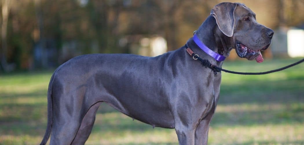 Great Dane Colors: 7 Official Coat Colors Explained (With Pictures ...