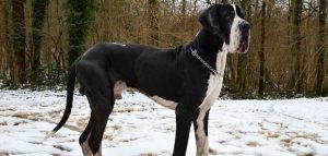 Great Dane Colors: 7 Official Coat Colors Explained (With Pictures ...