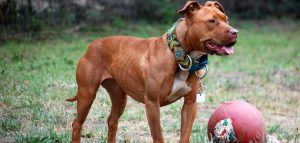 Red Nose Pitbull: Everything You Need To Know - Canines and Pups