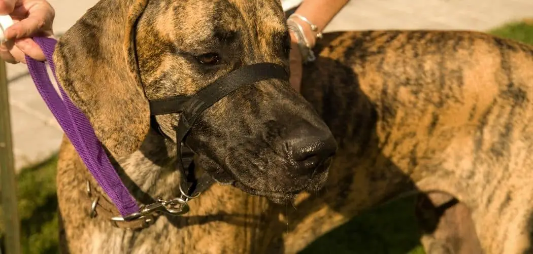 Great Dane Colors: 7 Official Coat Colors Explained (With Pictures ...