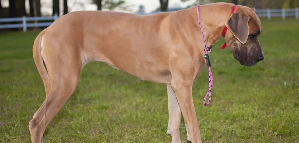 Great Dane Colors: 7 Official Coat Colors Explained (With Pictures ...