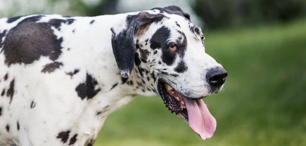 Great Dane Colors: 7 Official Coat Colors Explained (With Pictures ...