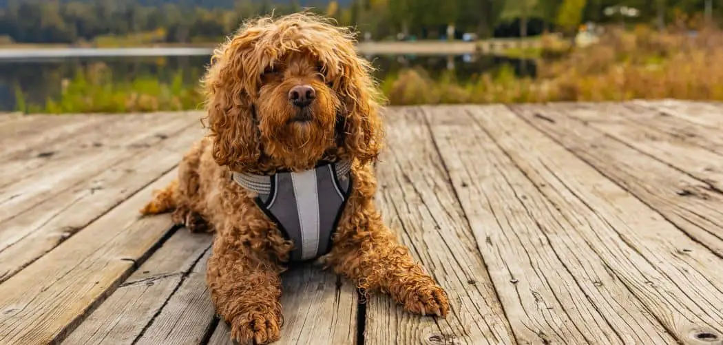 Cavapoo Shaking: Find Out Why And How To Help - Canines and Pups
