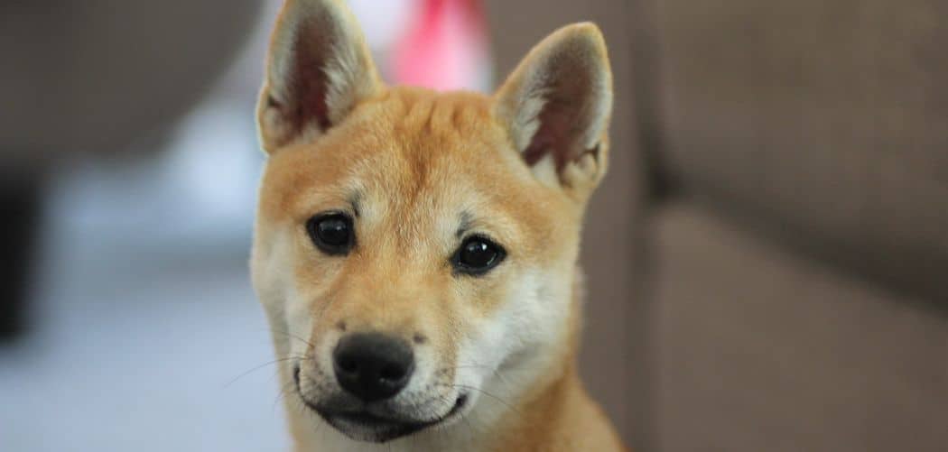 Shiba Inu Shaking: Should I Be Worried? - Canines and Pups