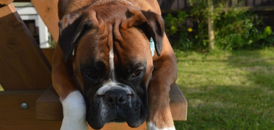Boxer With Diarrhea: When It’s Serious & What To Do - Canines and Pups