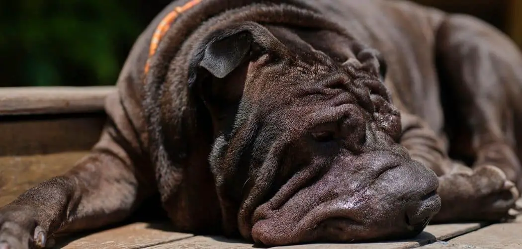 Shar Pei Throwing Up: Here’s Why And What To Do - Canines and Pups