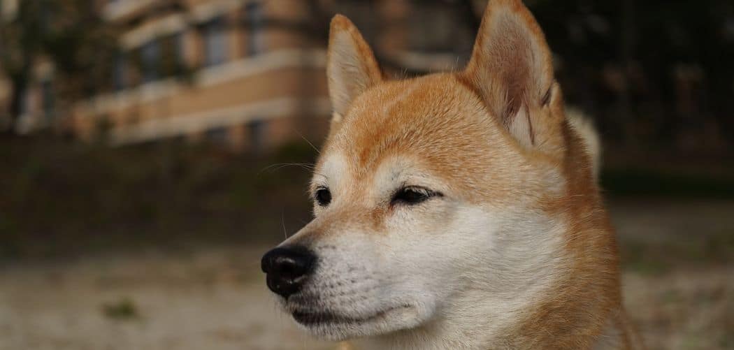 Shiba So Clingy? A Guide To An Overly Needy Shiba Inu - Canines and Pups