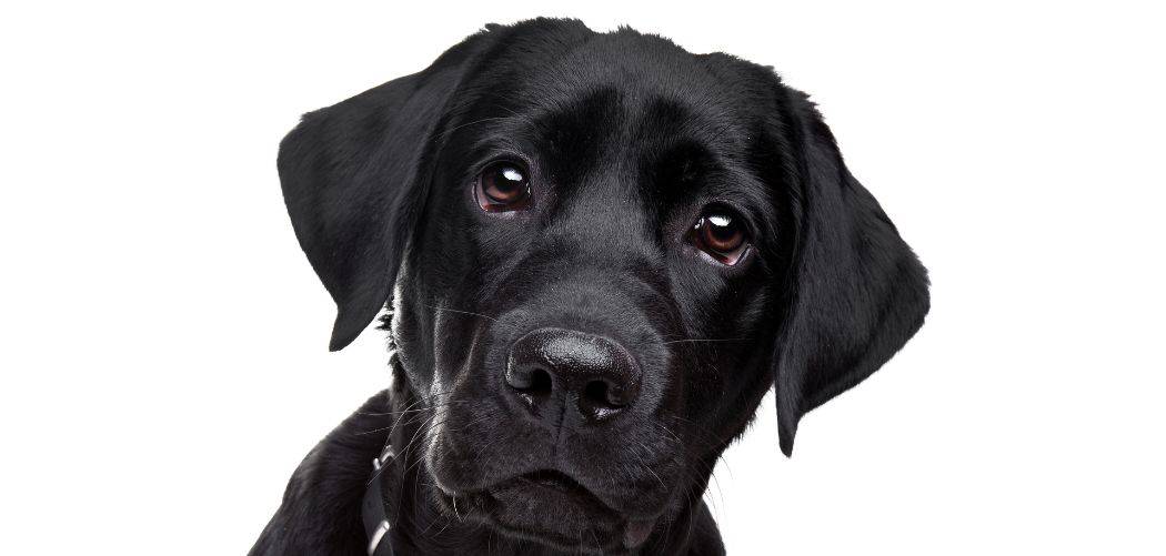 Labrador Crying: What It Means And What To Do - Canines and Pups