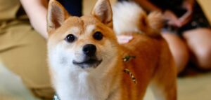 Shiba Inu Crying: 7 Reasons Why And What To Do - Canines and Pups