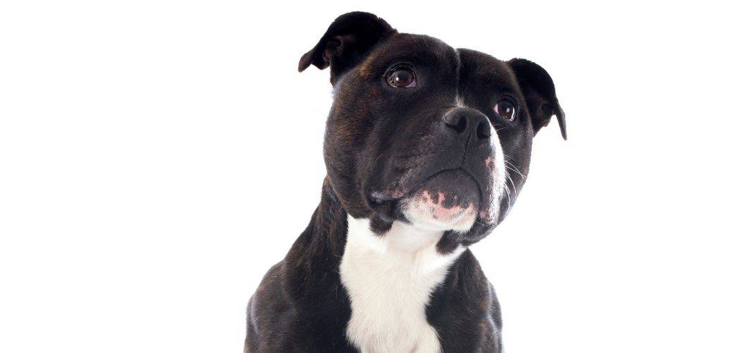 Staffy Crying: Here’s Why And What To Do - Canines and Pups