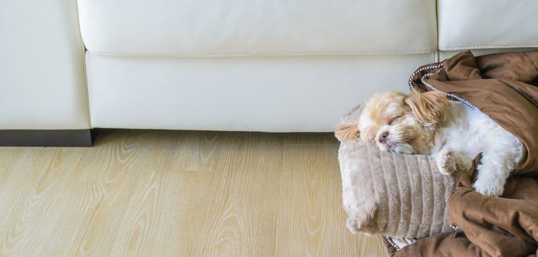 Dog Barking And Twitching In Sleep: Here’s Why - Canines and Pups