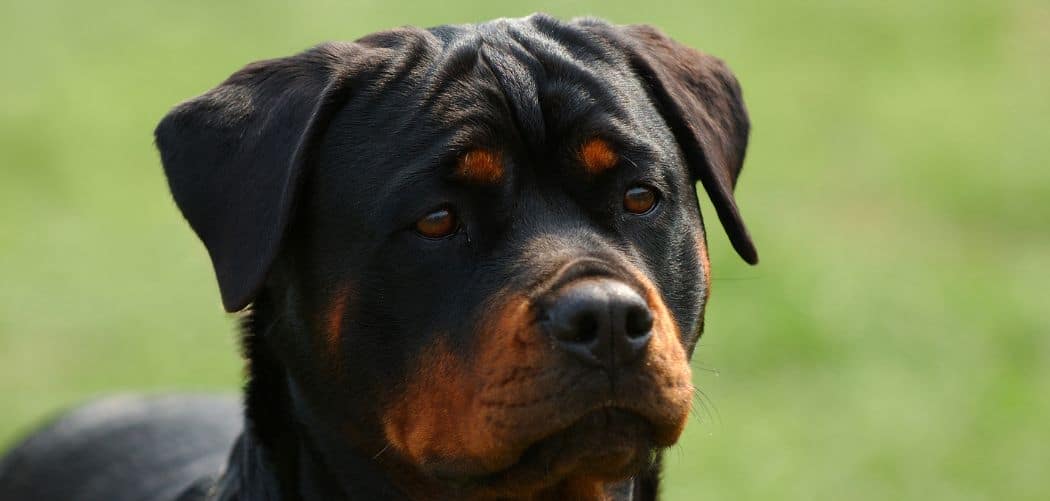 When Do Rottweilers Go Into Heat?: What To Expect - Canines and Pups