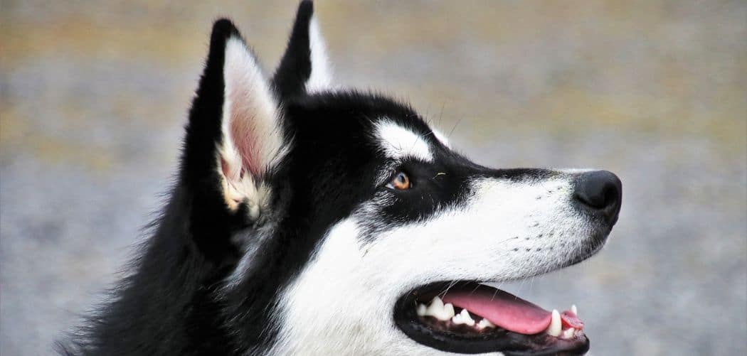 When Do Huskies Go Into Heat?: What To Expect - Canines and Pups