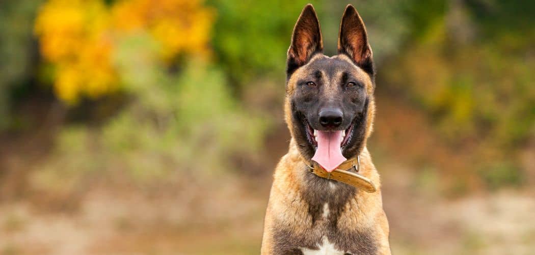 Belgian Malinois Chewing Rocks: Here's Why - Canines and Pups