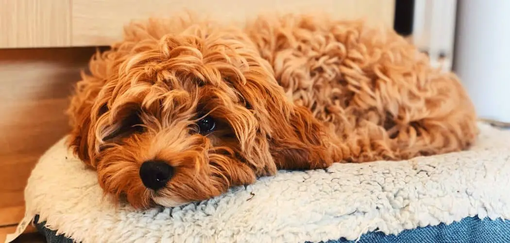 Why Does My Cavapoo Look Sad? Signs, Causes, and How to Help - Canines ...