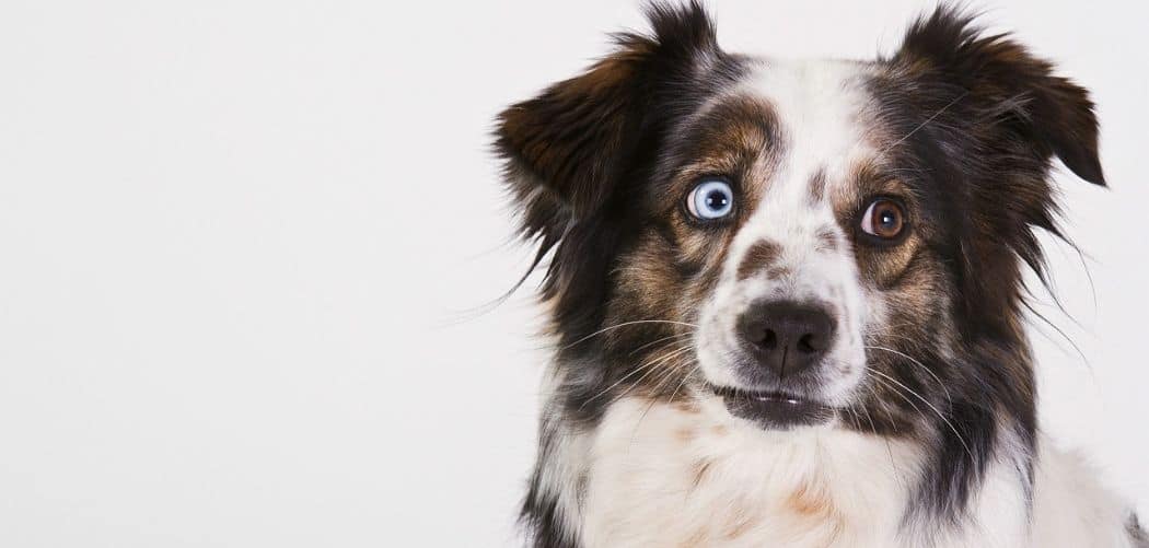 Why Is My Australian Shepherd So Annoying? 7 Ways To Deal With It ...