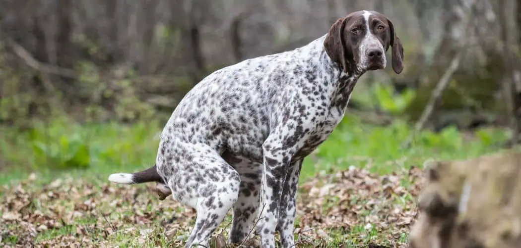 Managing Dog Diarrhea: Effective Strategies & Expert Tips - Canines and ...