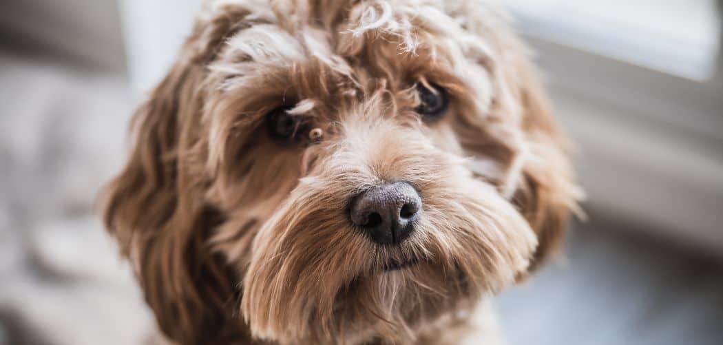 Cockapoo Throwing Up: Why And When To Worry - Canines and Pups