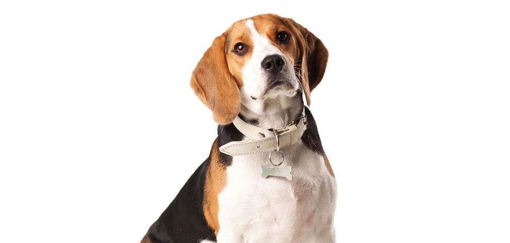 Beagle Crying: Here’s Why And How You Can Help - Canines and Pups