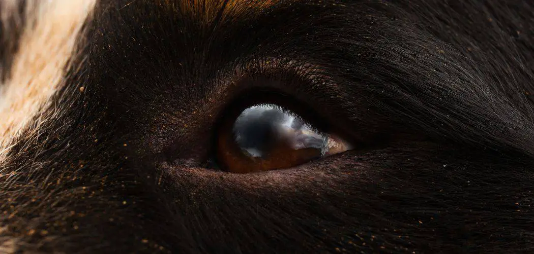 Bernese Mountain Dog Red Eyes: Causes and Symptoms - Canines and Pups