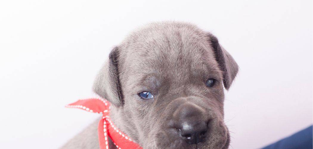 Gray Cane Corso: Everything You Need To Know - Canines and Pups