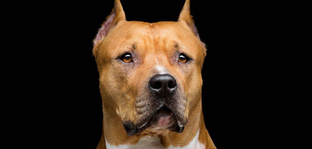 Staffy Throwing Up: Here’s Why And What To Do - Canines and Pups