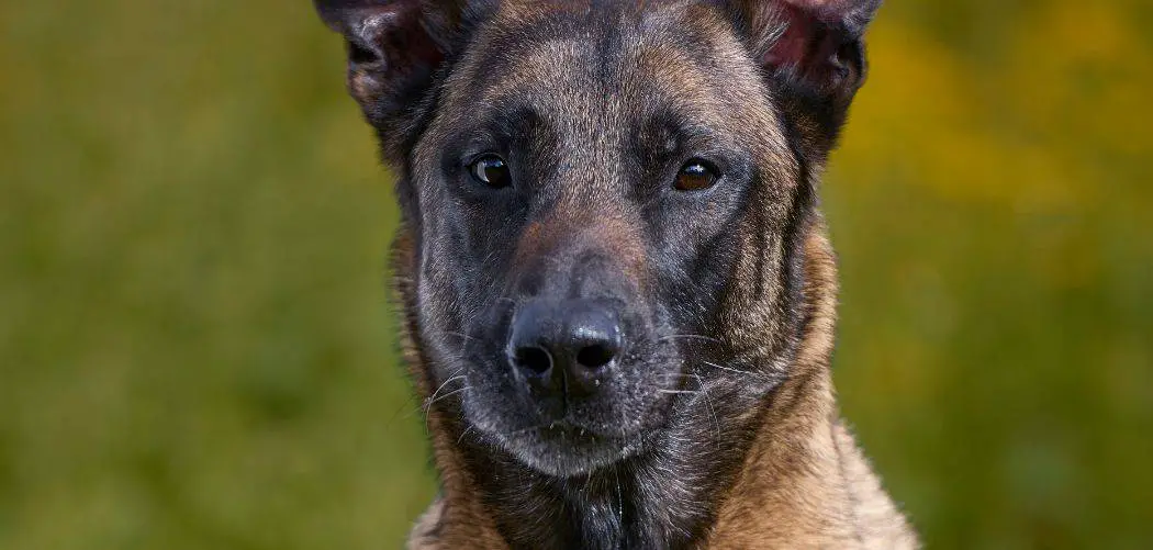 Why Is My Belgian Malinois Shedding So Much? Here’s Why - Canines and Pups