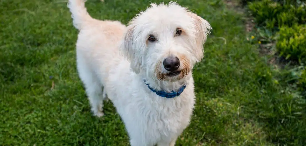 Labradoodle Crying: Here’s Why And How You Can Help - Canines and Pups