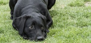 My Dog Threw Up and Is Now Salivating: What It Means - Canines and Pups