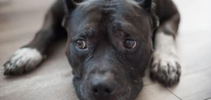 Dog Shedding Excessively (Causes and What To Do) - Canines and Pups