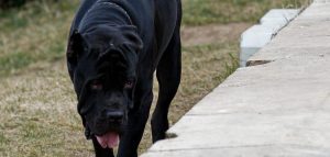 Why Is My Dog Shaking and Wobbling? - Canines and Pups