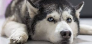 Mucus Dog Poop Like Jelly With Blood (Why It Happens) - Canines and Pups