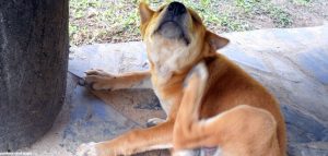 Dog Excessive Scratching After Grooming (Here's Why) - Canines and Pups