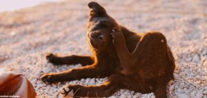 Dog Excessively Scratching and Licking (Could It Be Serious?) - Canines ...