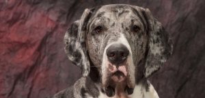 Old Dog Pooping and Peeing in House at Night (Here's Why) - Canines and ...