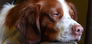 Dog Panting and Muscle Spasms (Why It Happens) - Canines and Pups