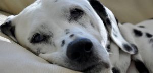 Dog Panting and Retching (What It Means) - Canines and Pups