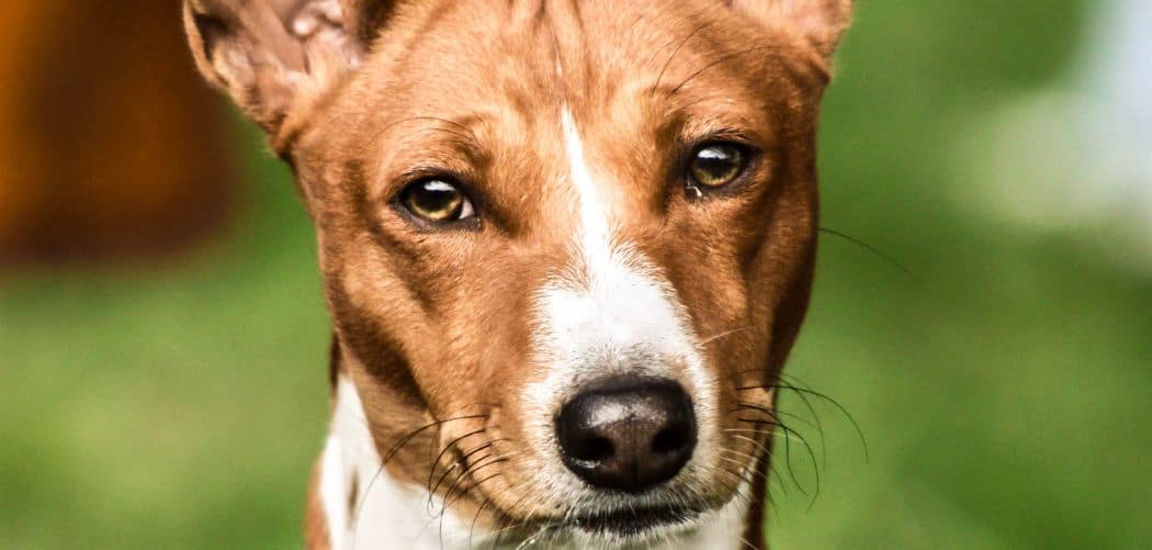 Dog Panting and Steroids (Why It Happens) - Canines and Pups