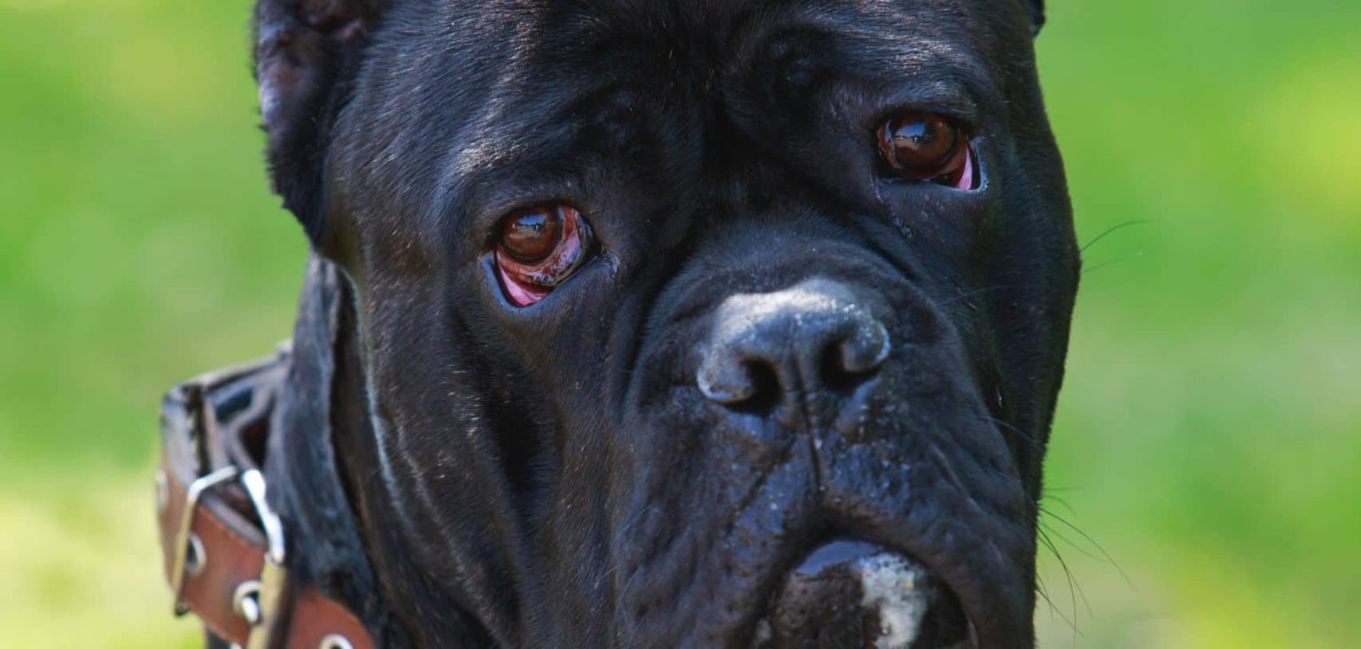 Dog Mucus Eye Discharge (What It Means) - Canines and Pups