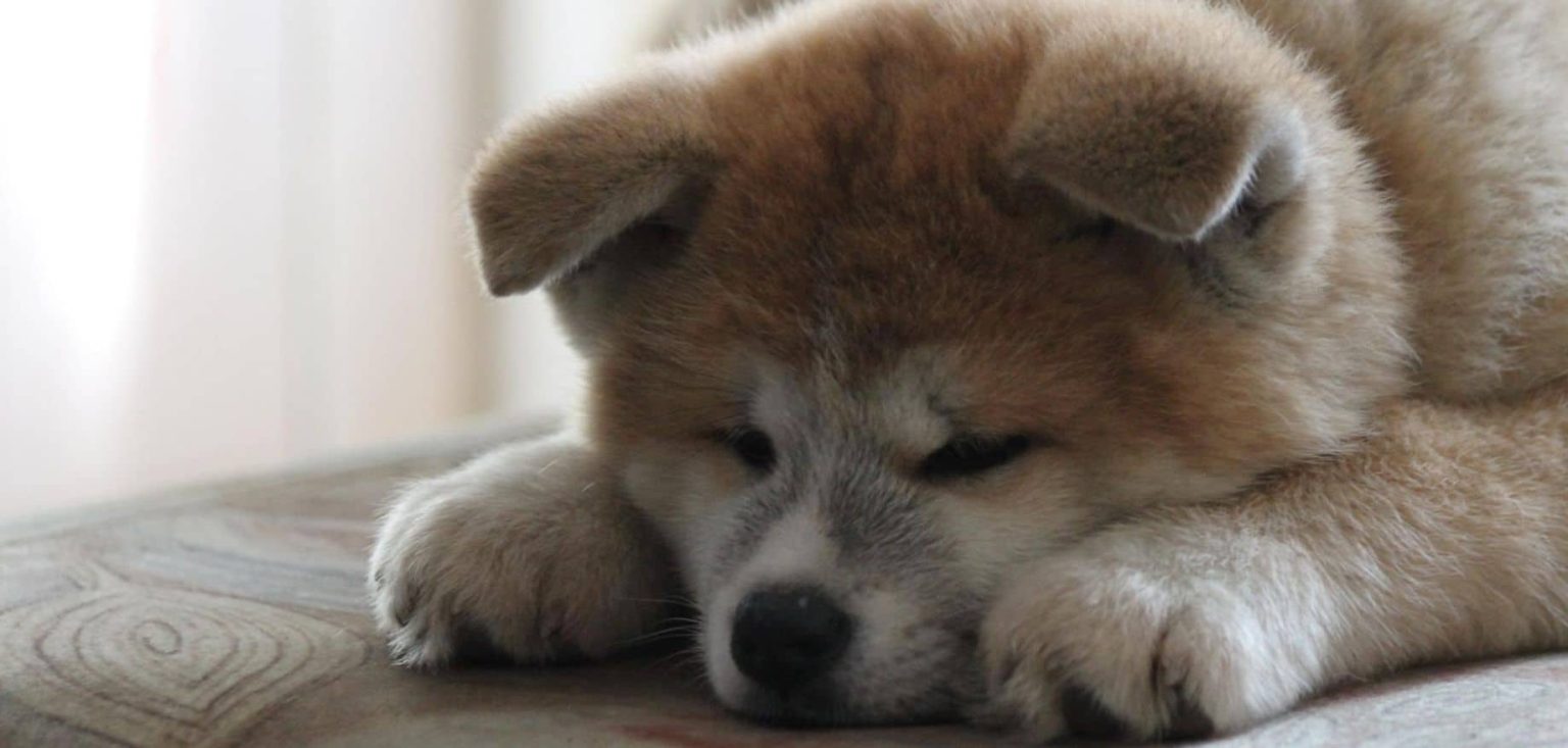 Dog Suddenly Wants to Sleep Alone (Causes Explained) - Canines and Pups