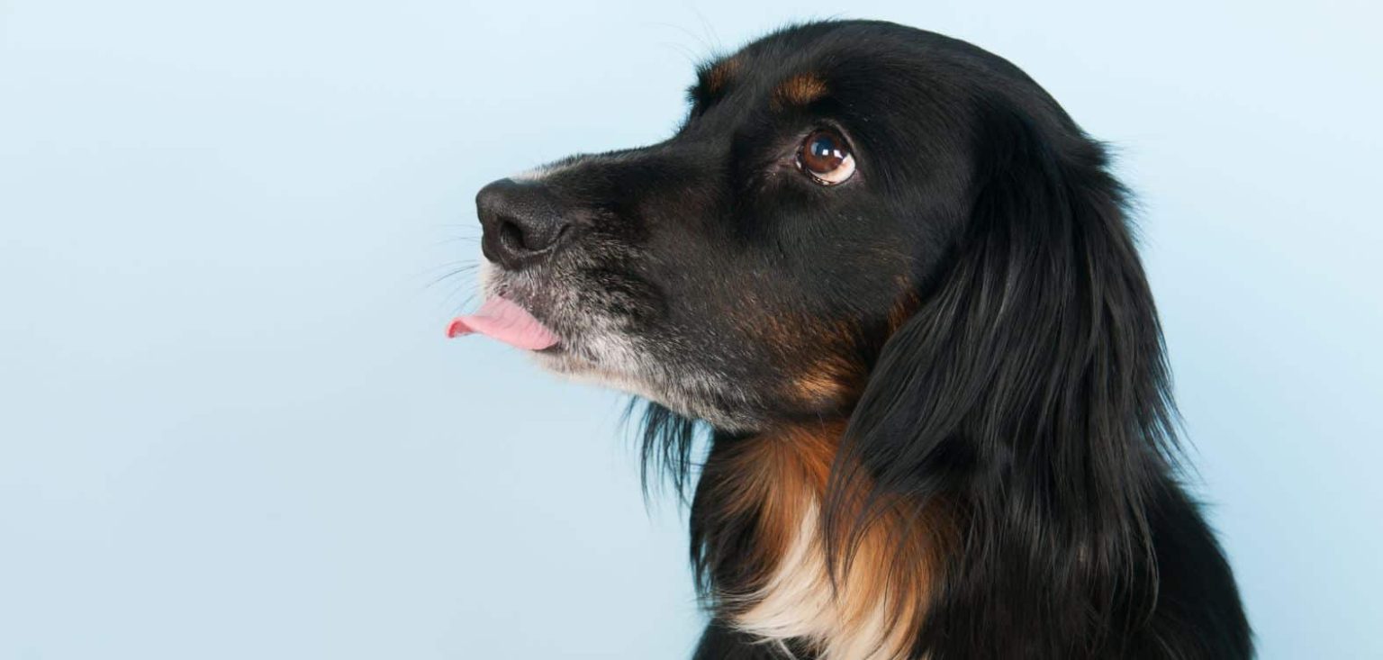 Dog Excessively Drooling and Licking (Here's Why) - Canines and Pups