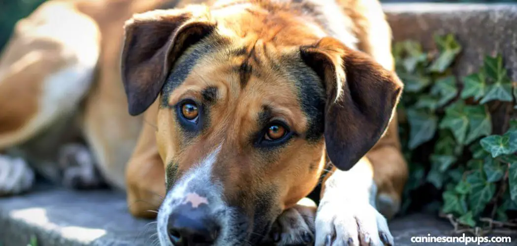 Dog Shaking Head After Vaccine (Here's Why) - Canines and Pups