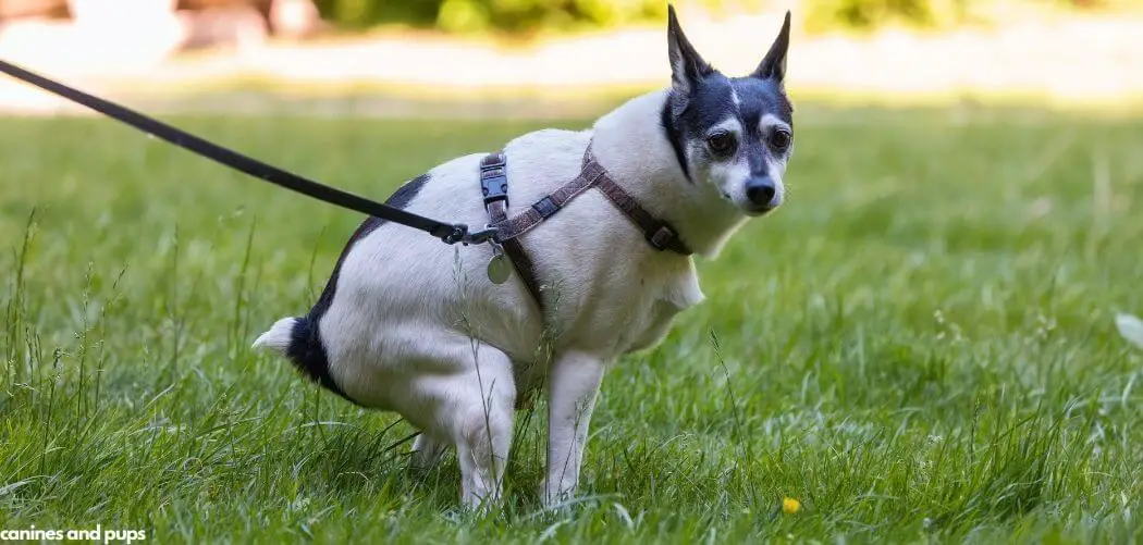 Dog Suddenly Not Pooping (Why It Happens) - Canines and Pups