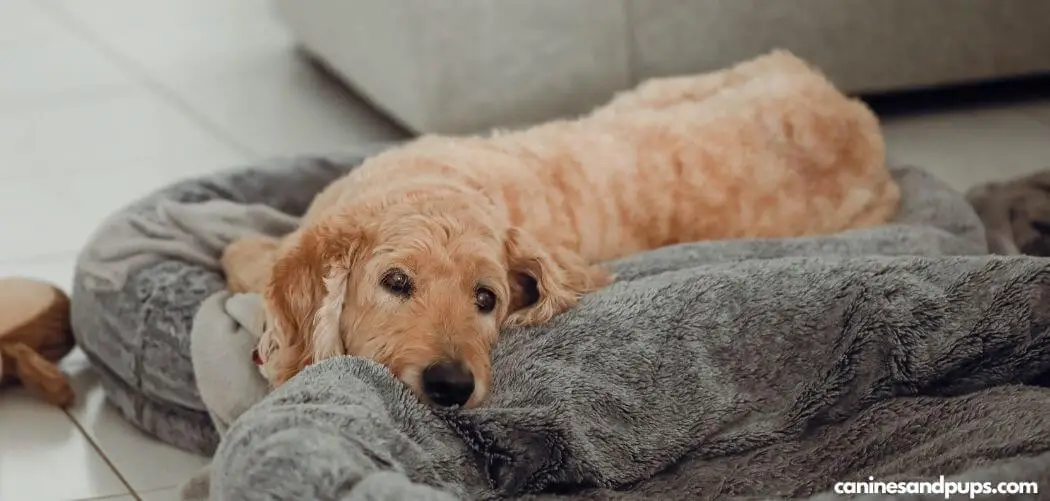 Dog Suddenly Not Sleeping At Night (Here's Why) - Canines and Pups