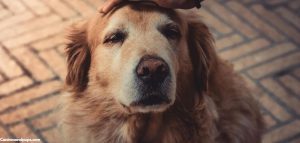 Old Dog Back Legs Wobbly (What It Means) - Canines and Pups